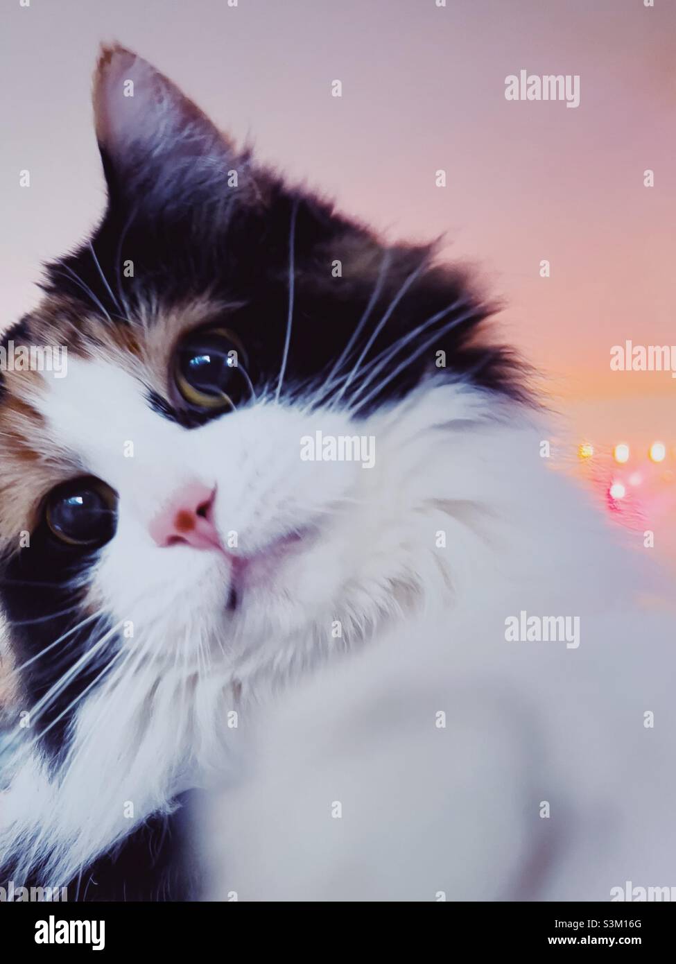 Cat with head tilted hi-res stock photography and images - Alamy