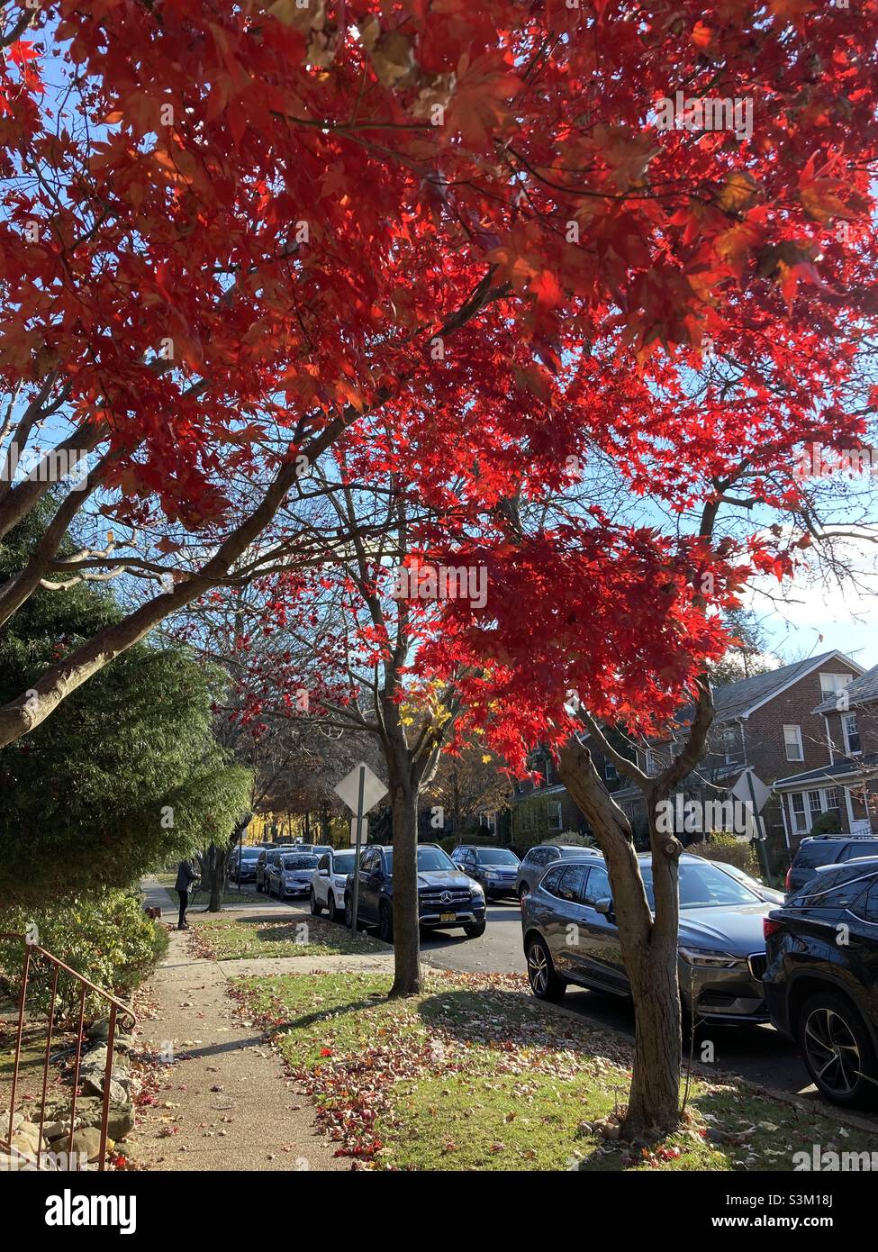 Fiery tree hi-res stock photography and images - Alamy