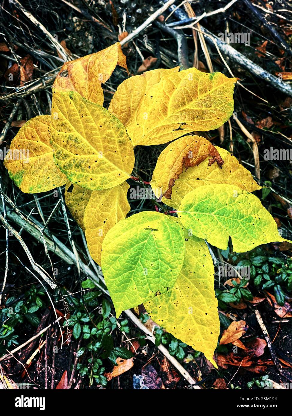 Sweet shrub hi-res stock photography and images - Alamy