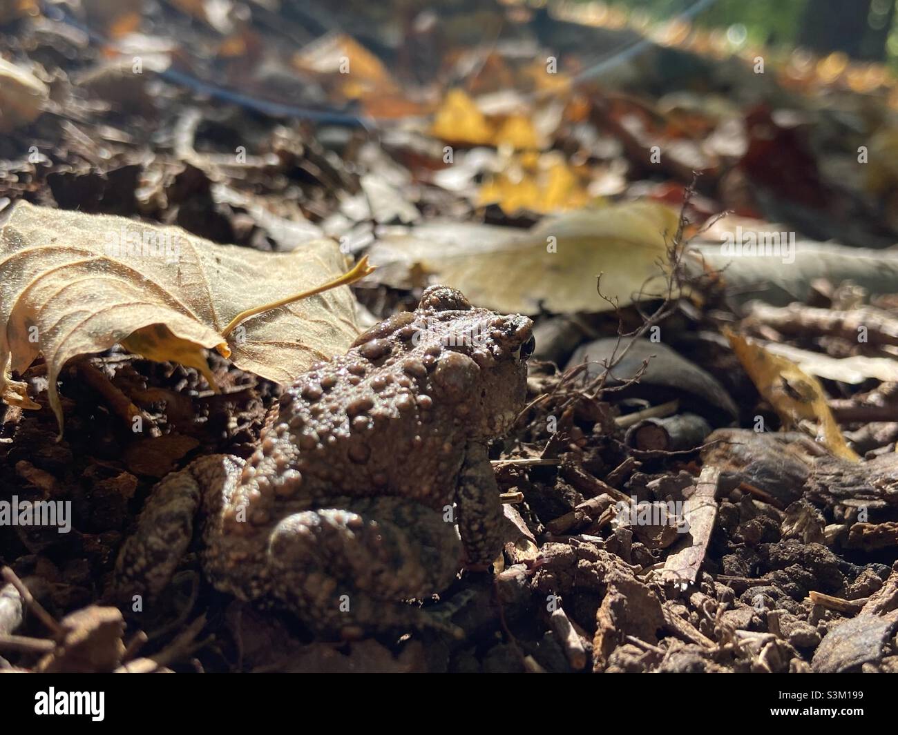 American toad anaxyrus americanus americanus hi-res stock photography ...