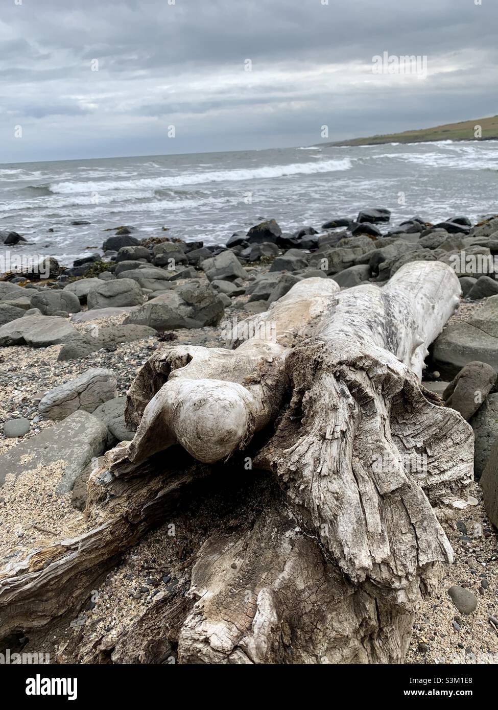 Drift wood on a windy beach Stock Photo - Alamy