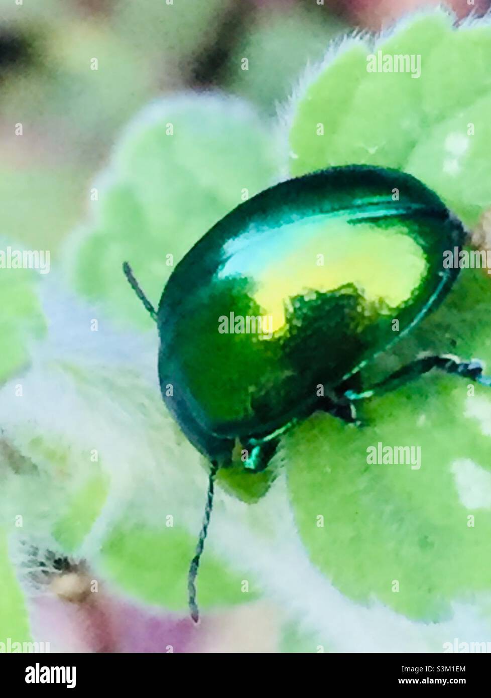 Shiny beetle hi-res stock photography and images - Alamy