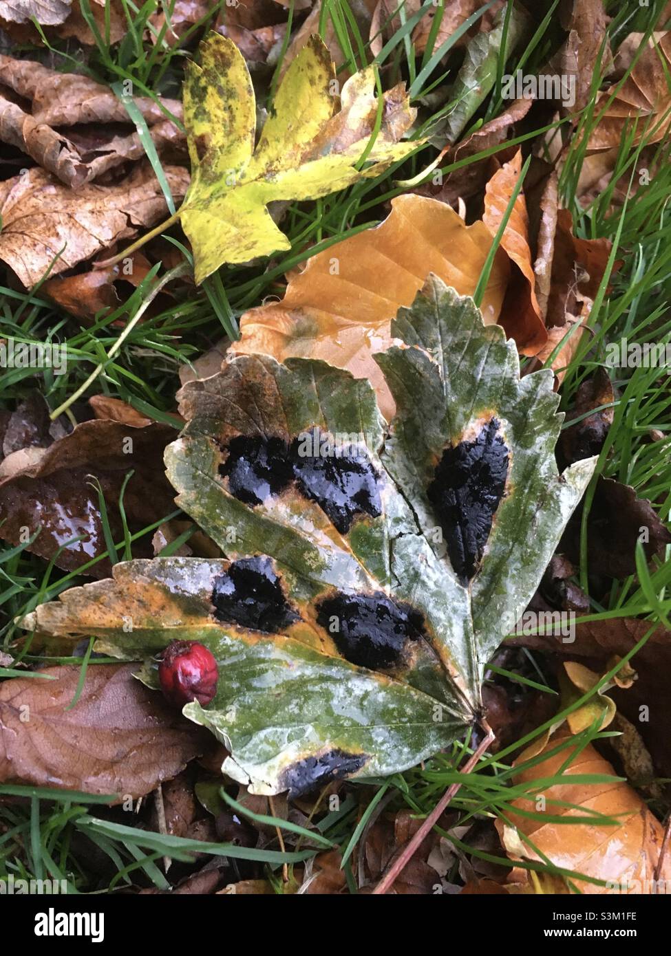 Kaleidoscope of colour, leaves, winter, nature, forest Stock Photo - Alamy
