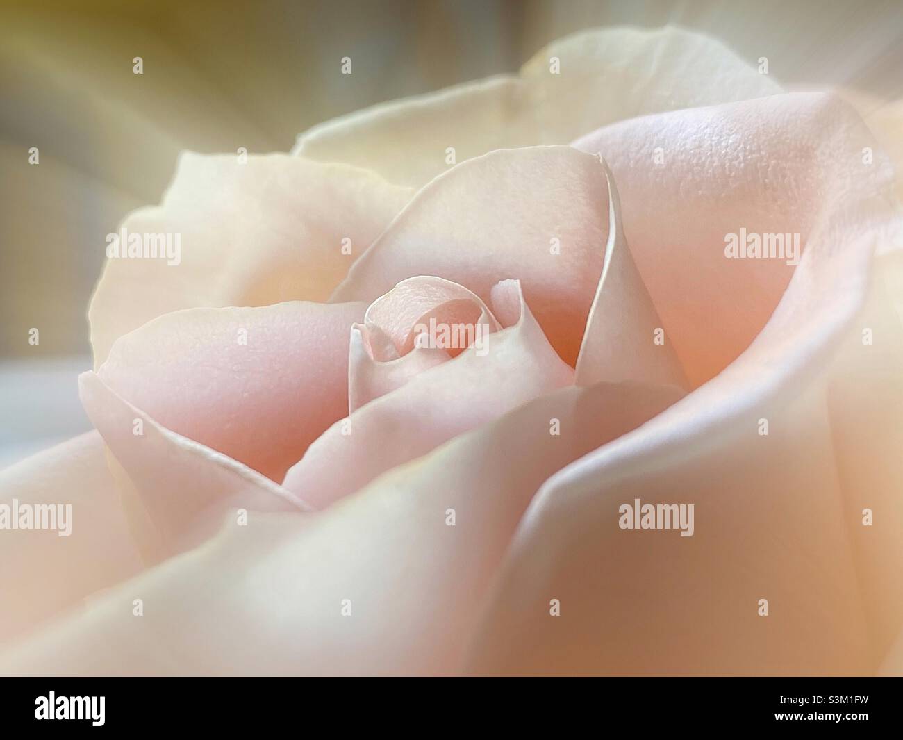 Peach color rose hi-res stock photography and images - Alamy