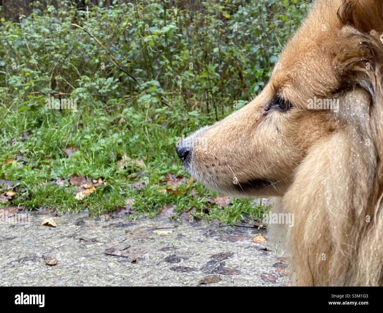 Profile of the dog hi-res stock photography and images - Alamy