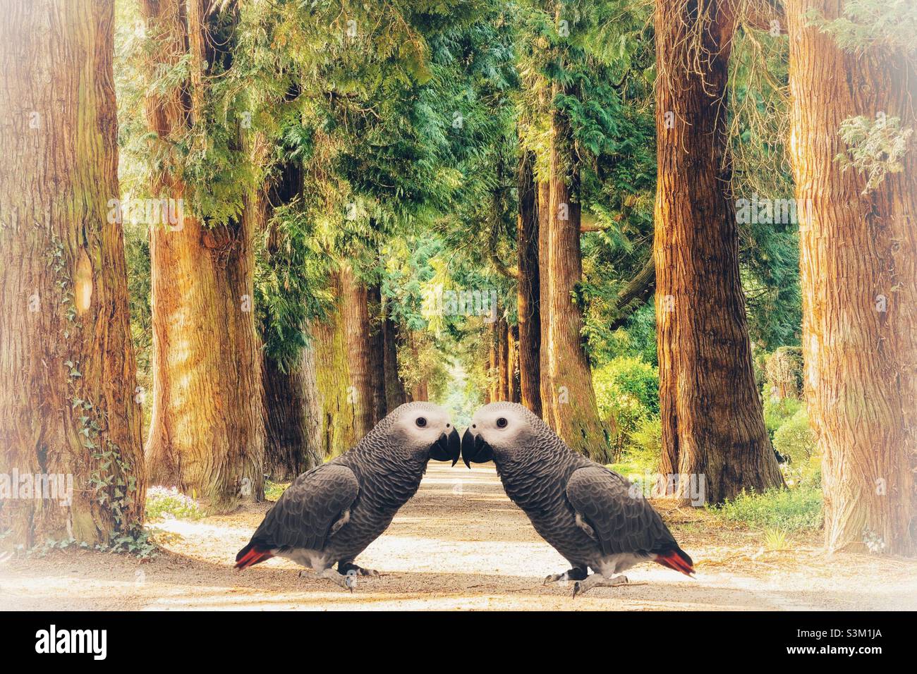 Two baby African Grey Parrots Stock Photo - Alamy