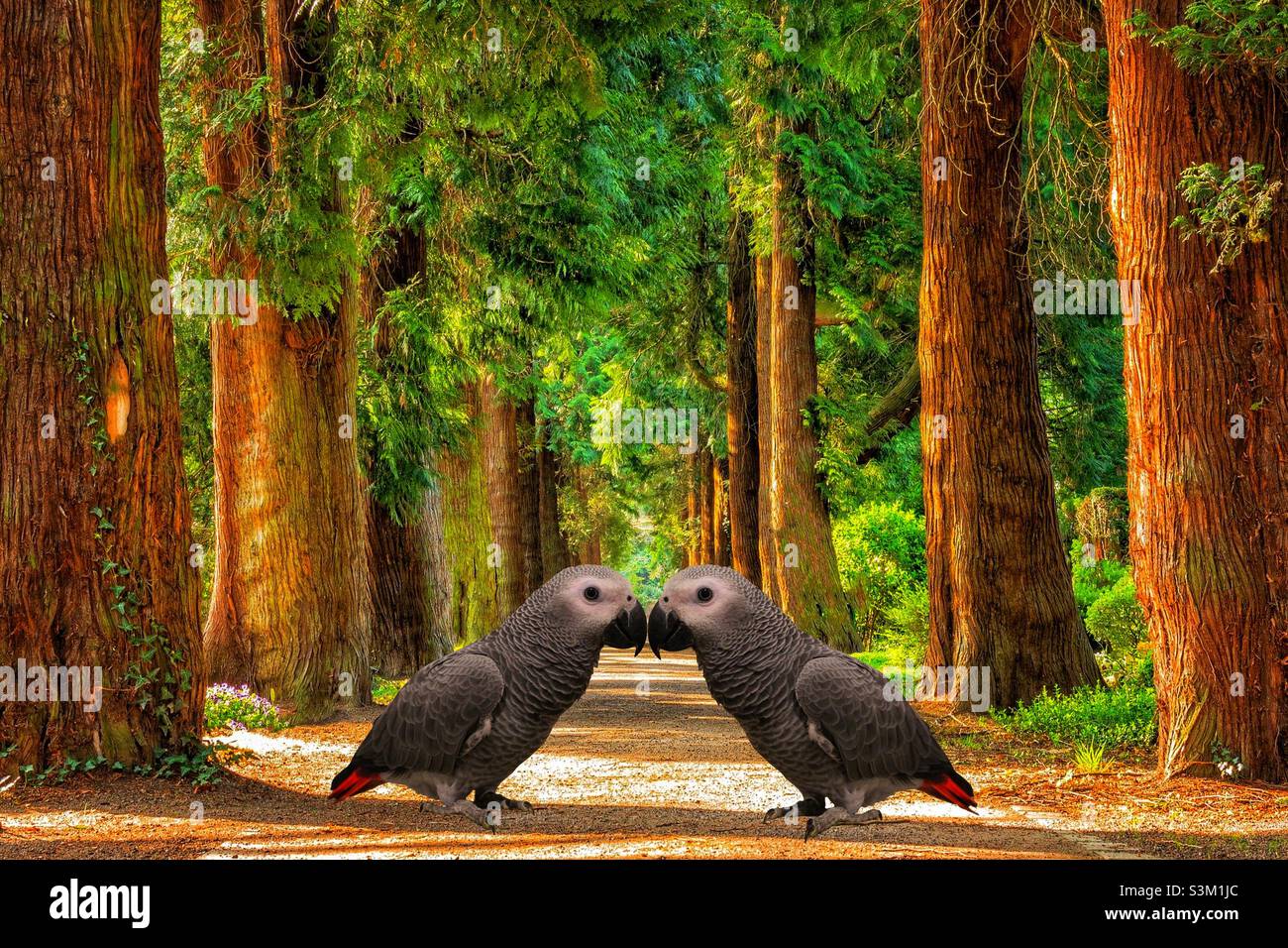 Two baby African Grey Parrots Stock Photo - Alamy