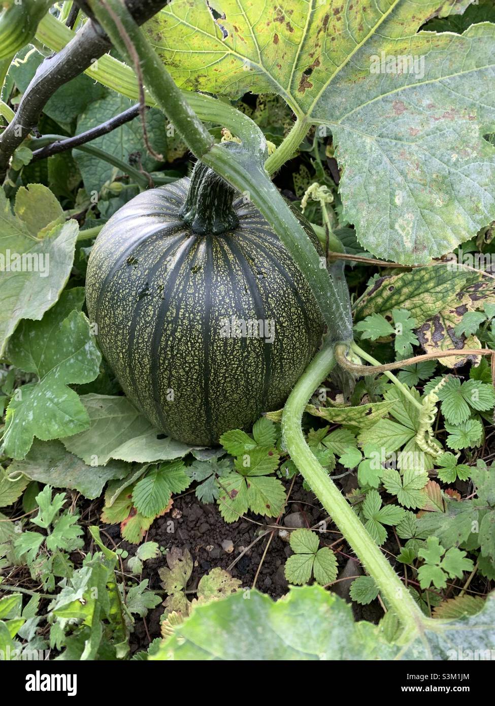 Gourd patch hi-res stock photography and images - Alamy