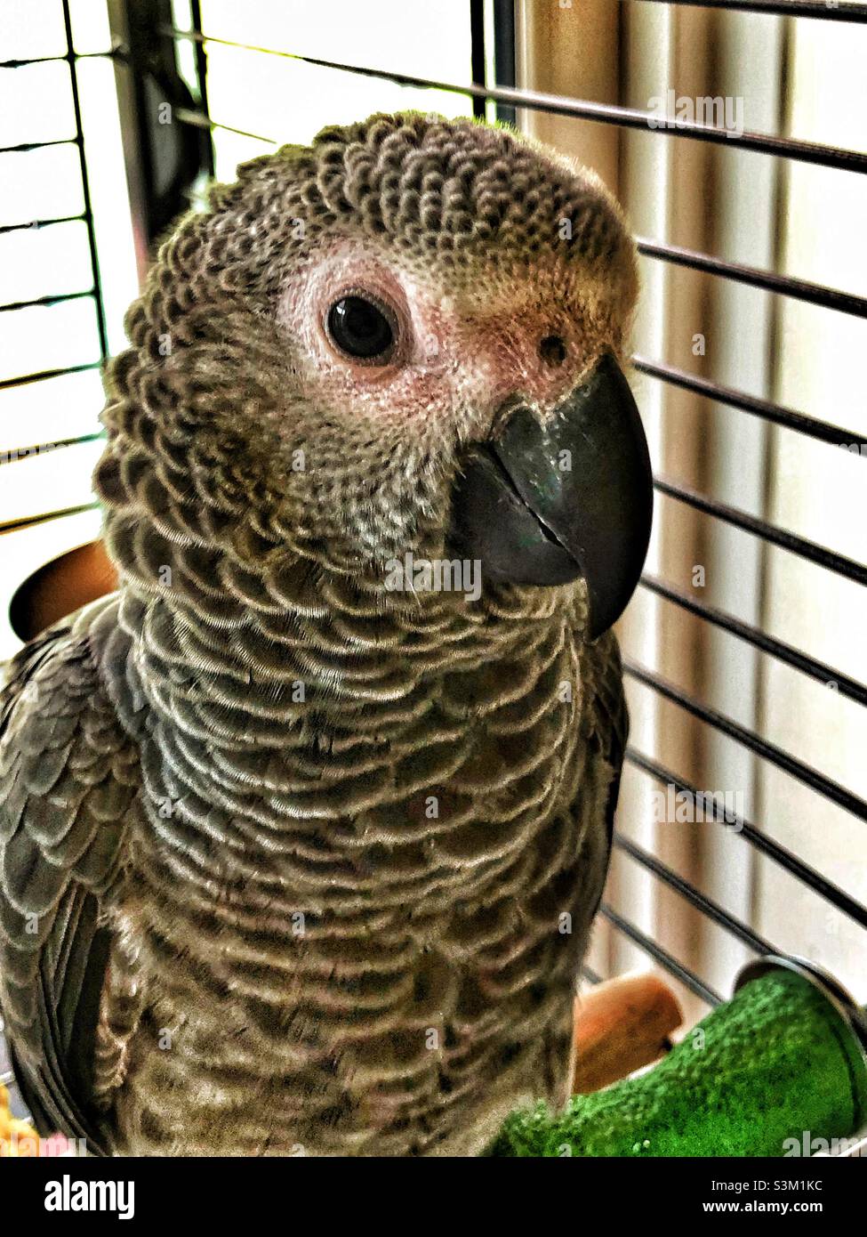 Baby African Grey Parrot Stock Photo - Alamy