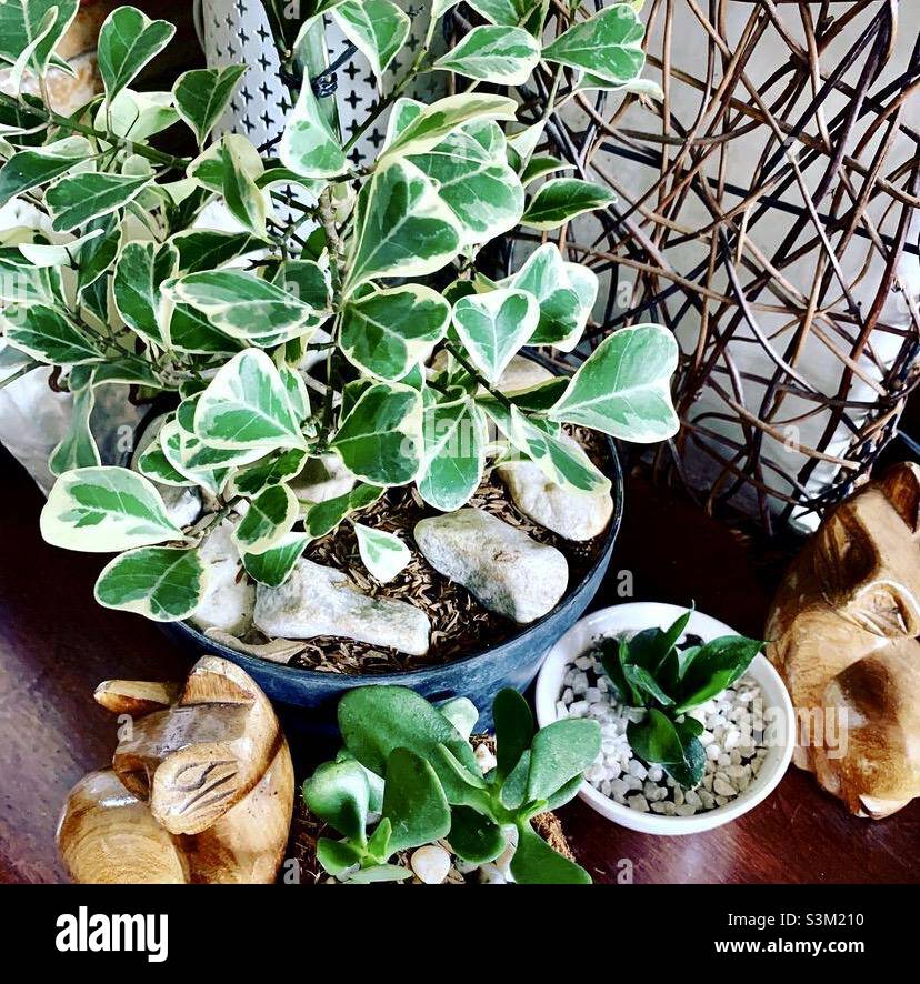 Ficus triangularis hi-res stock photography and images - Alamy