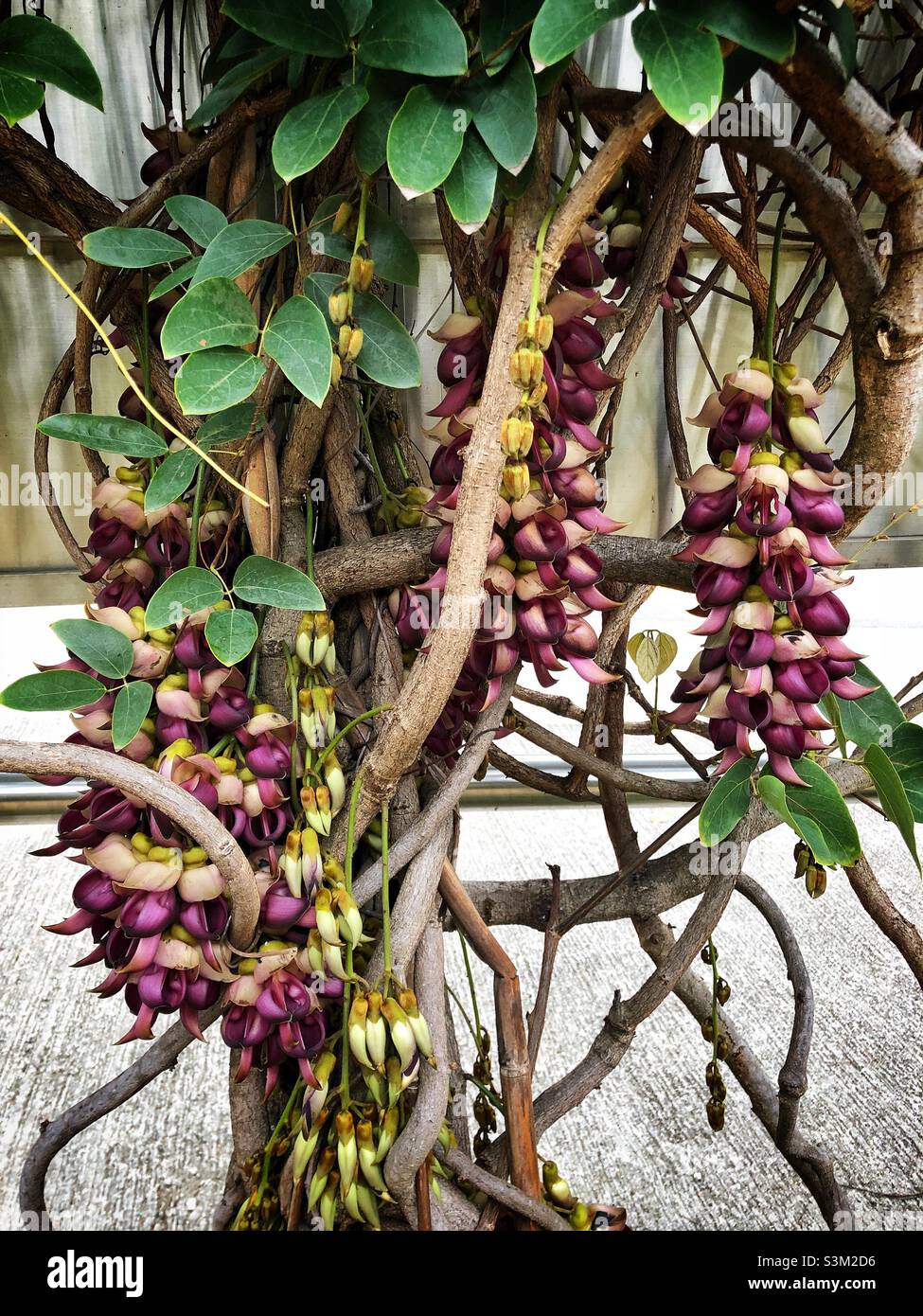 Vine mucuna hi-res stock photography and images - Alamy