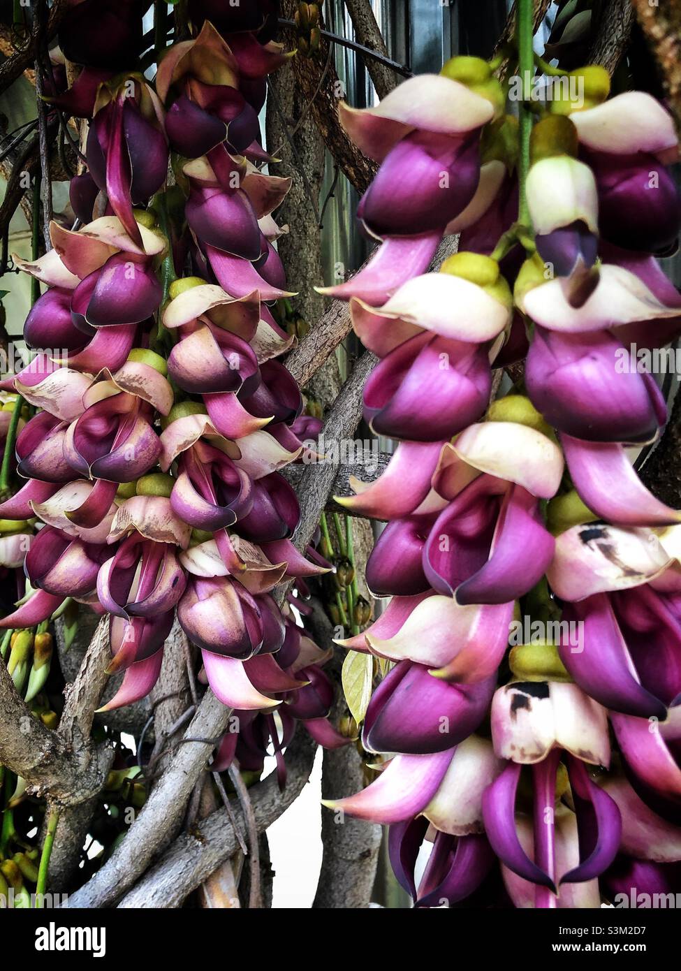 Vine mucuna hi-res stock photography and images - Alamy