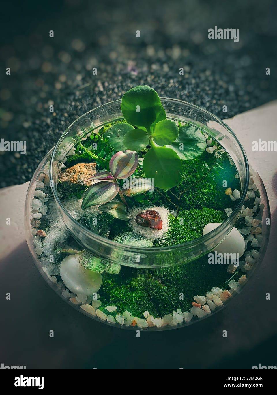 A new world is growing in there.. !! Stock Photo - Alamy