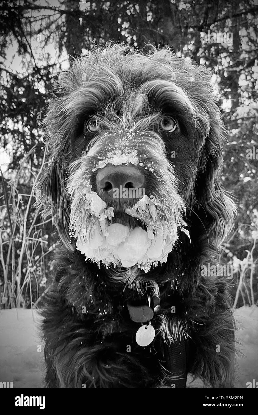 Dog with frozen beard Stock Photo - Alamy