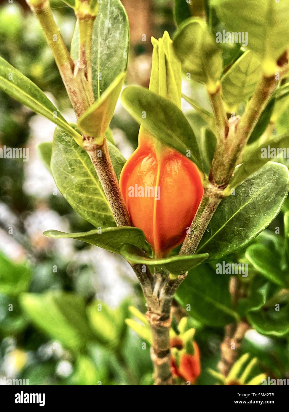 Orange seed pod hi-res stock photography and images - Alamy