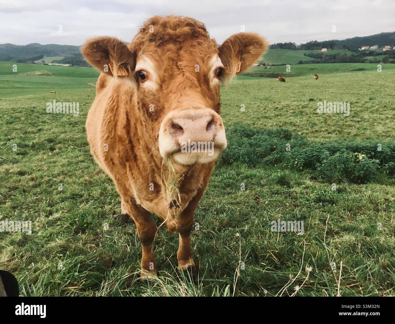 Beautiful cow hi-res stock photography and images - Alamy