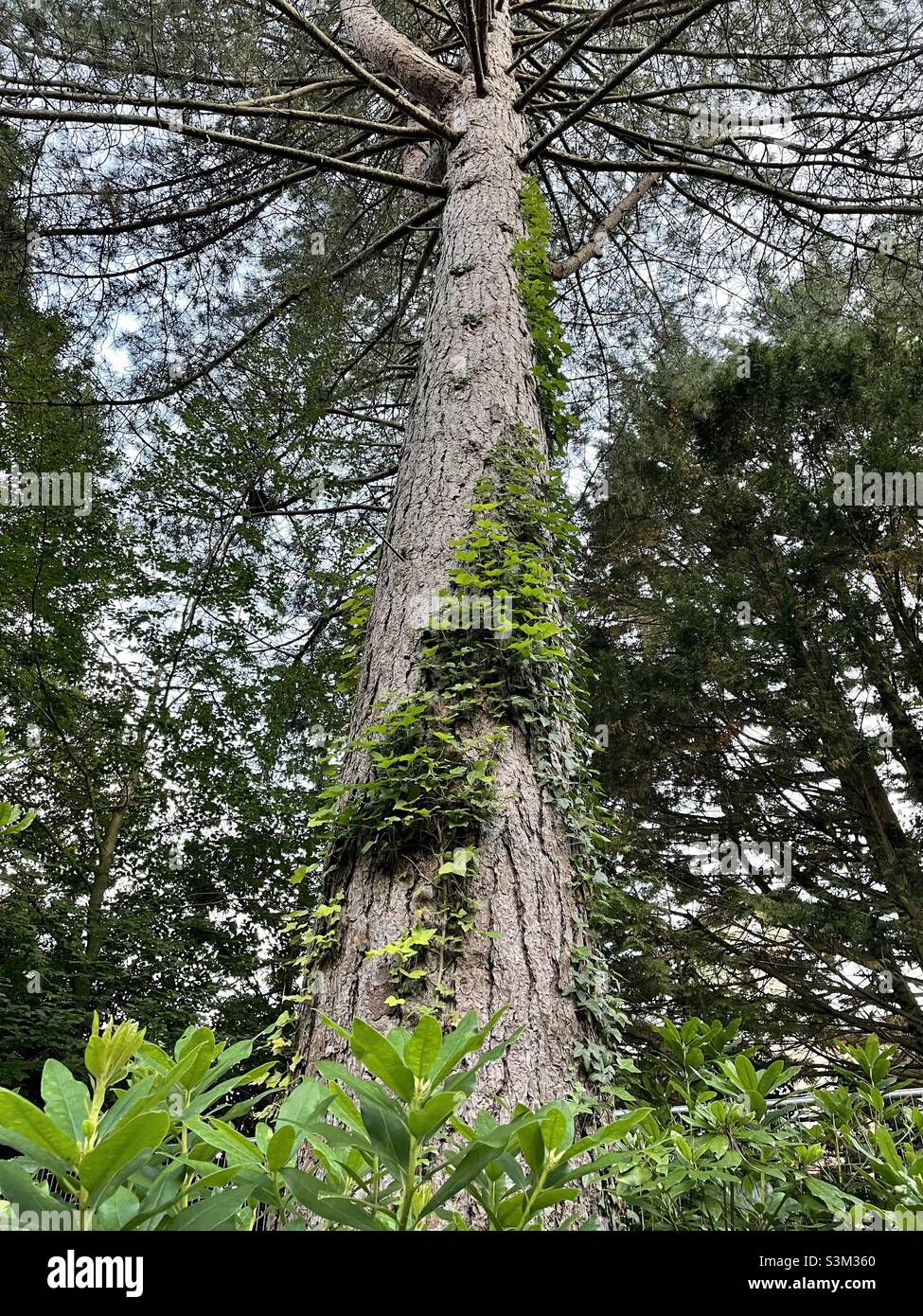 big tree in the forest Stock Photo - Alamy