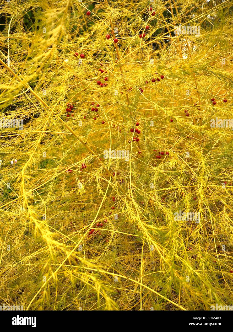 Yellow nature background Stock Photo - Alamy