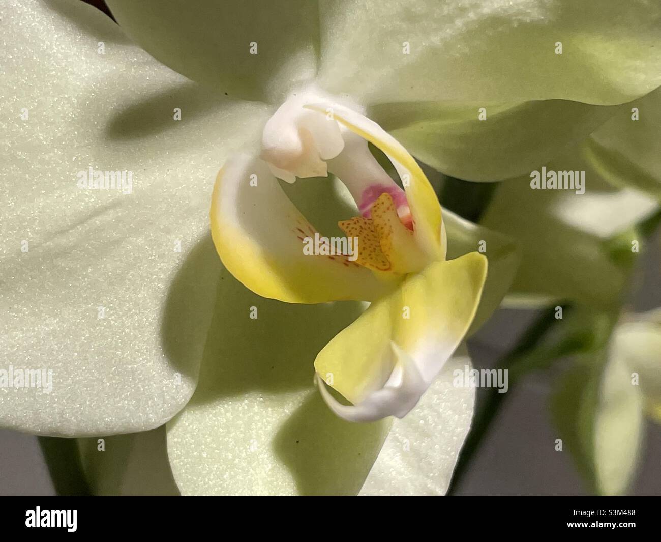Orchid flower organs hi-res stock photography and images - Alamy