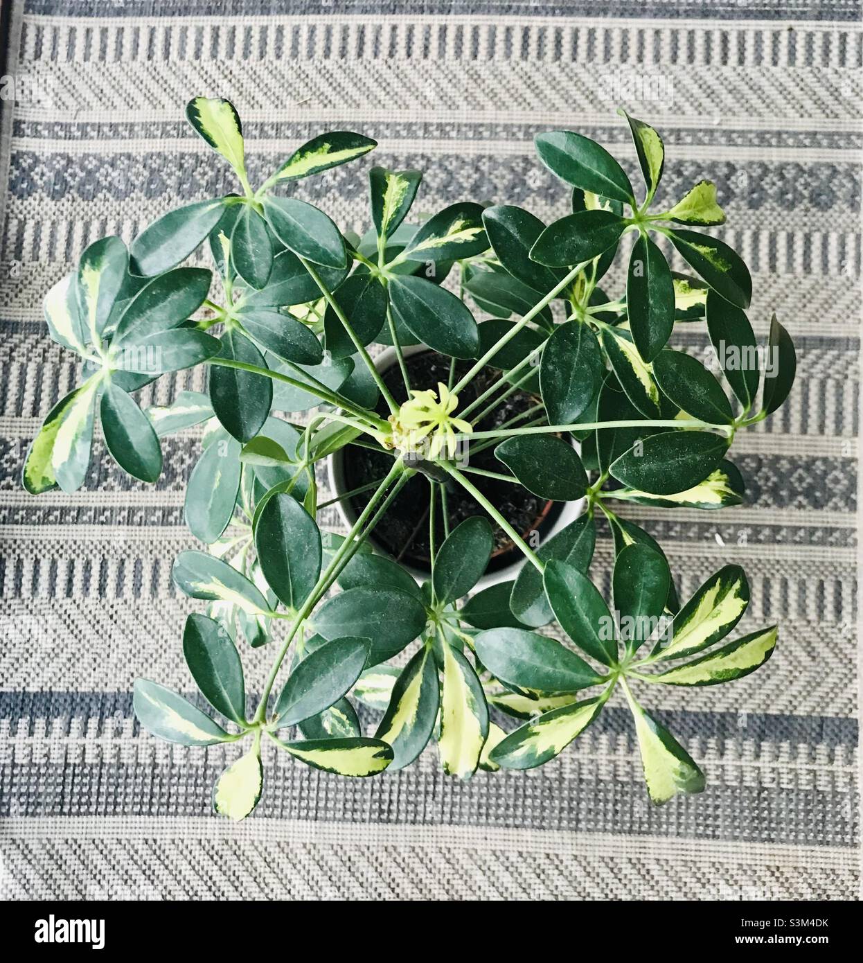 Umbrella tree hi-res stock photography and images - Alamy