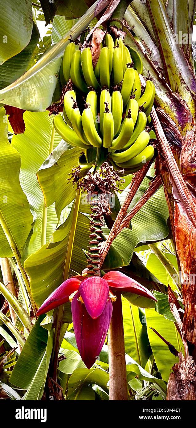 Banana colors hi-res stock photography and images - Alamy
