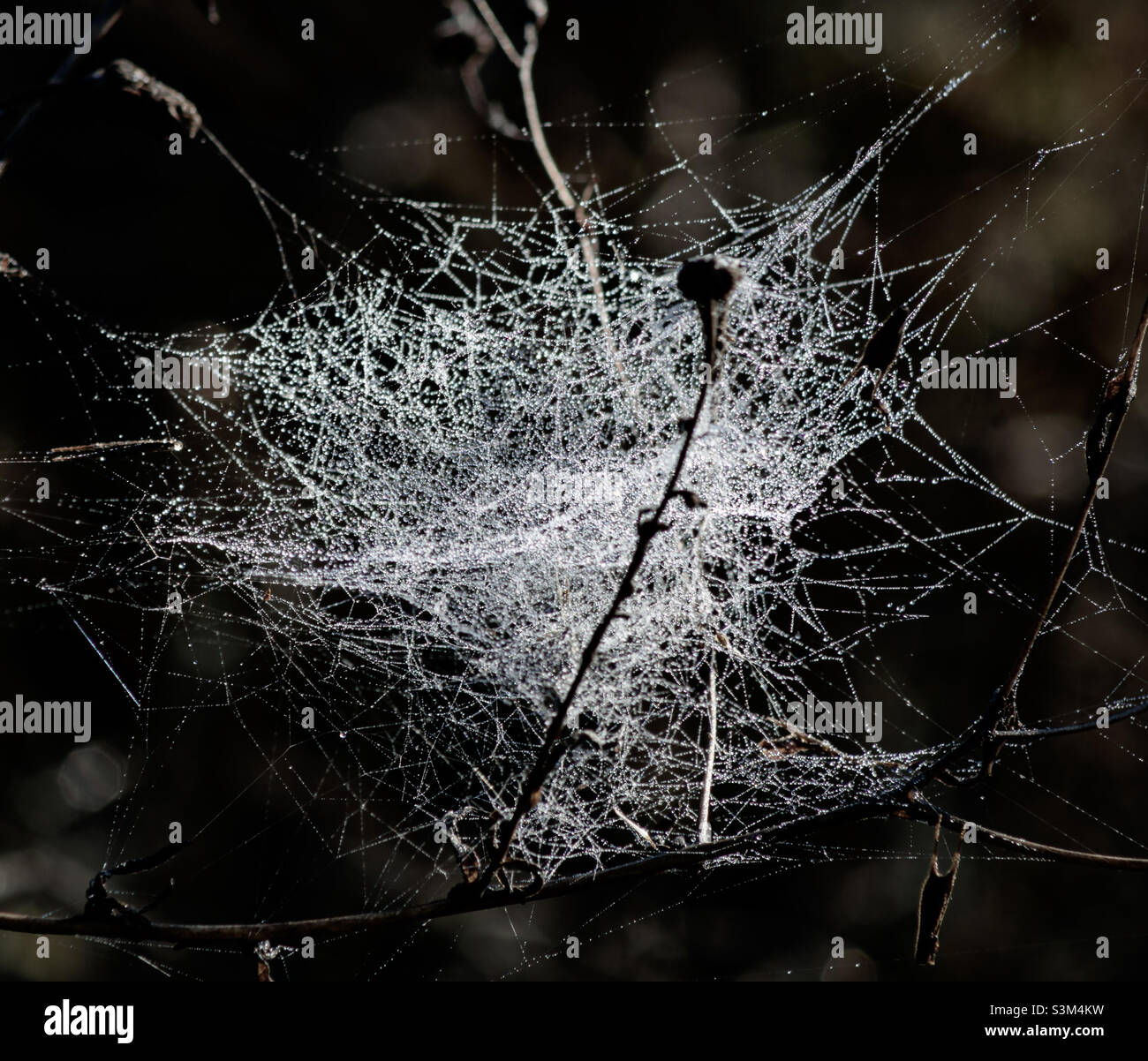 Spider webs covered in dew hi-res stock photography and images - Alamy