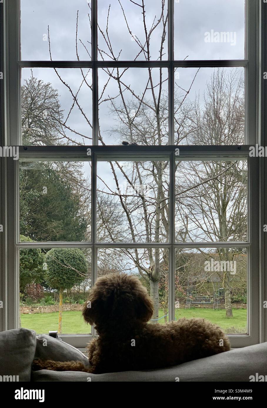 My dog looking out the window Stock Photo - Alamy
