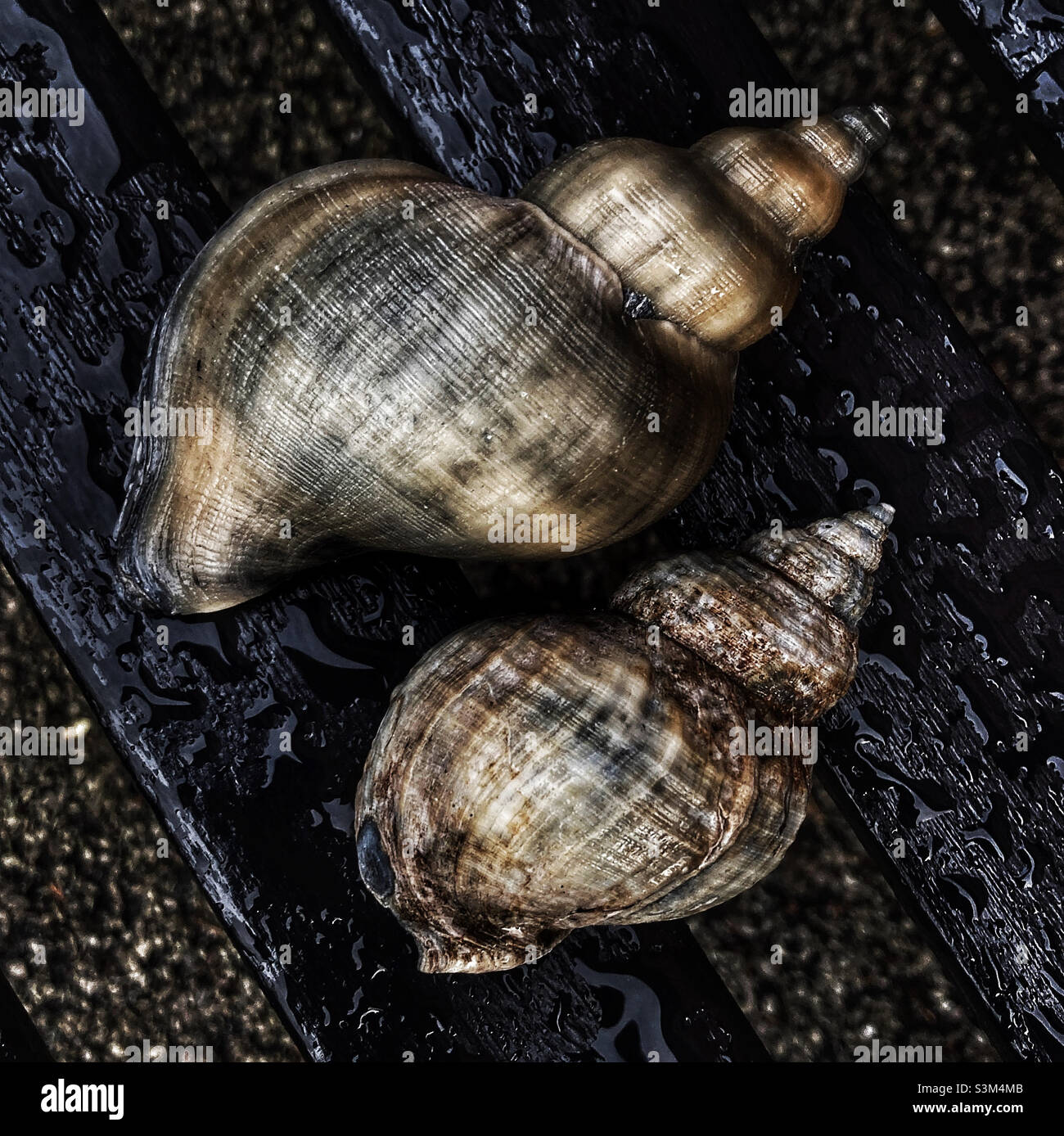 Golden shells hi-res stock photography and images - Alamy
