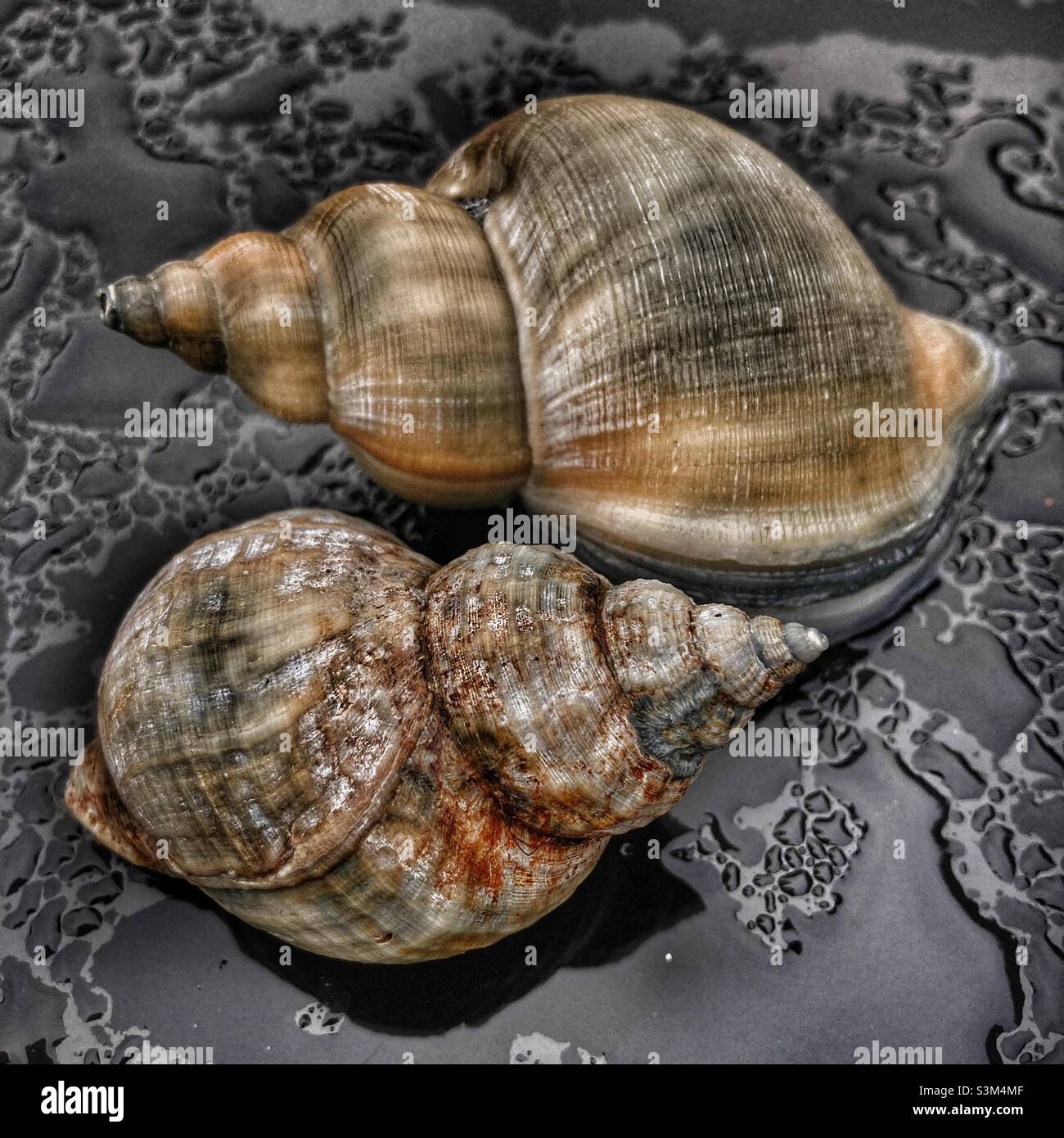 Whelks hi-res stock photography and images - Alamy