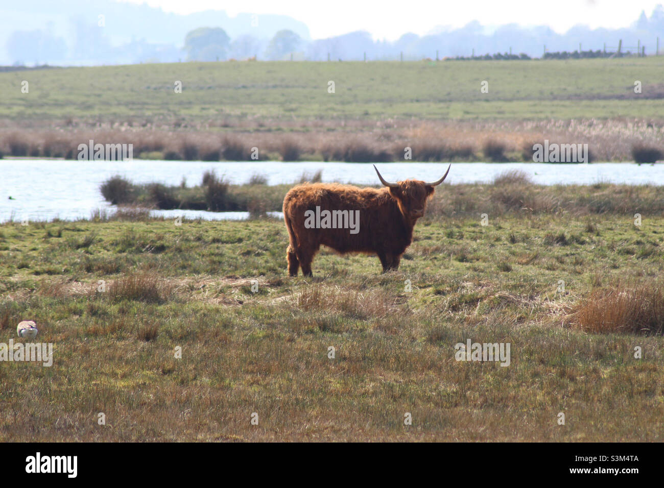Alone cow hi-res stock photography and images - Alamy