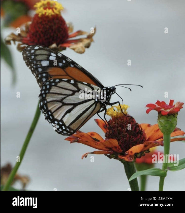 Mariposa posada en flor hi-res stock photography and images - Alamy