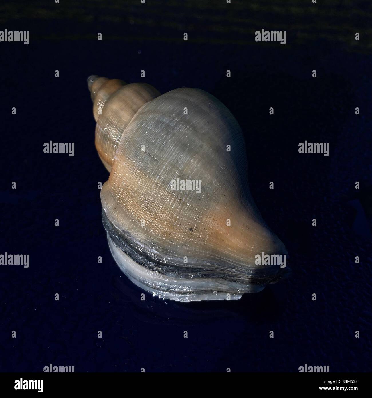 Whelk shell hi-res stock photography and images - Alamy