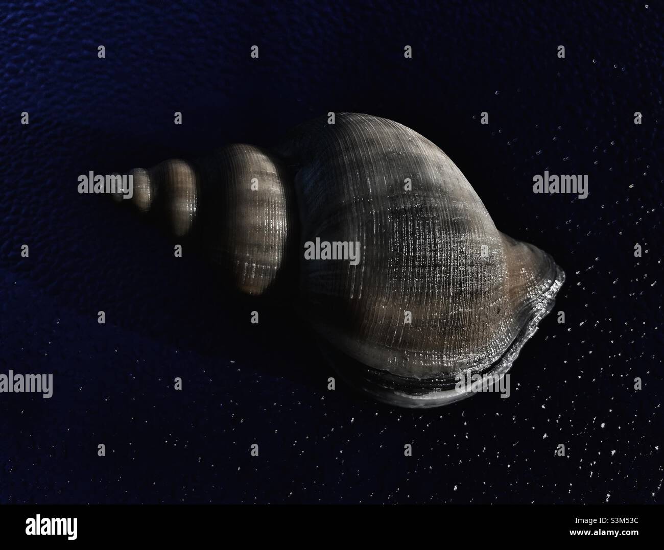 Whelk shell hi-res stock photography and images - Alamy