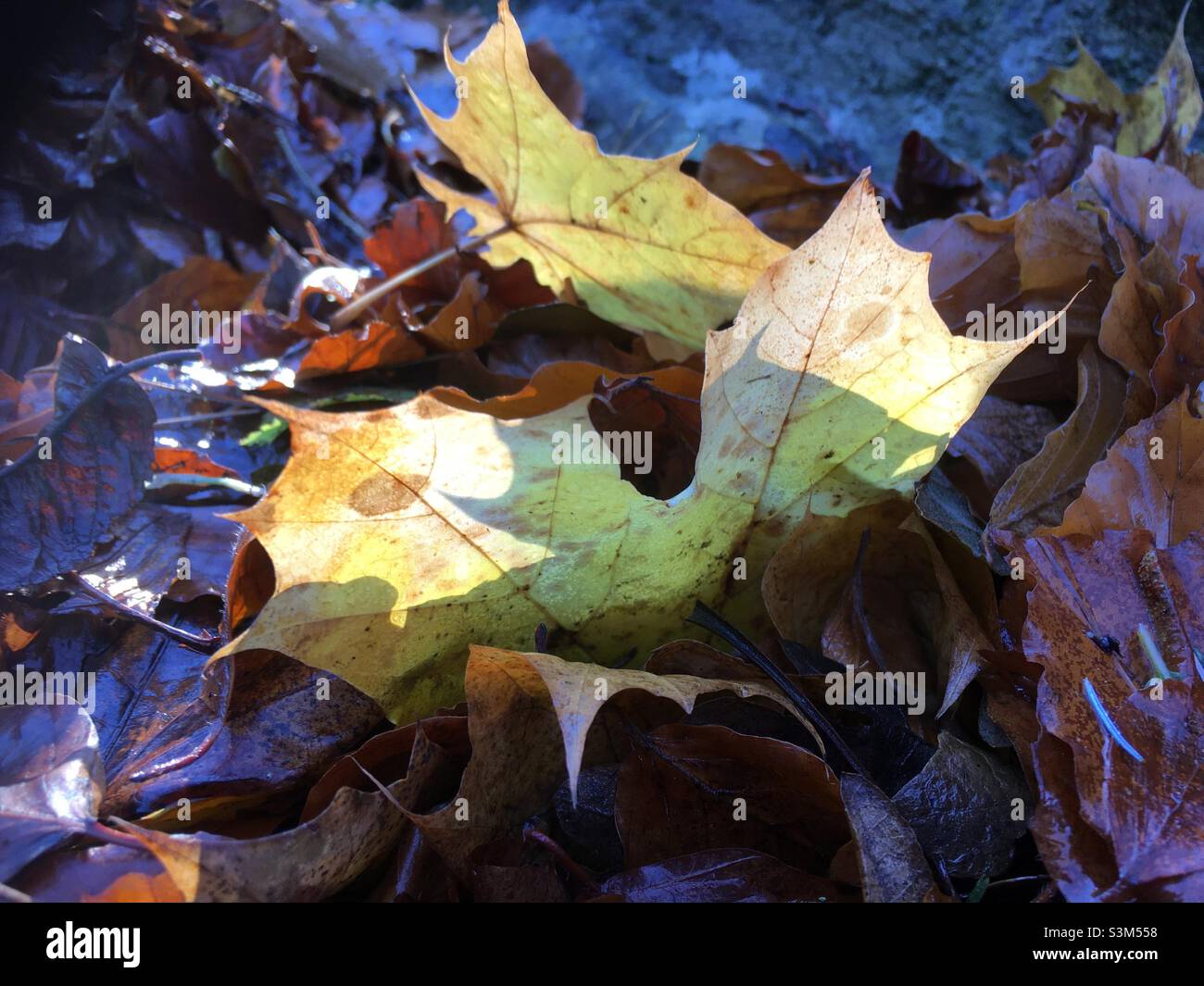 Blue winter leaves hi-res stock photography and images - Alamy