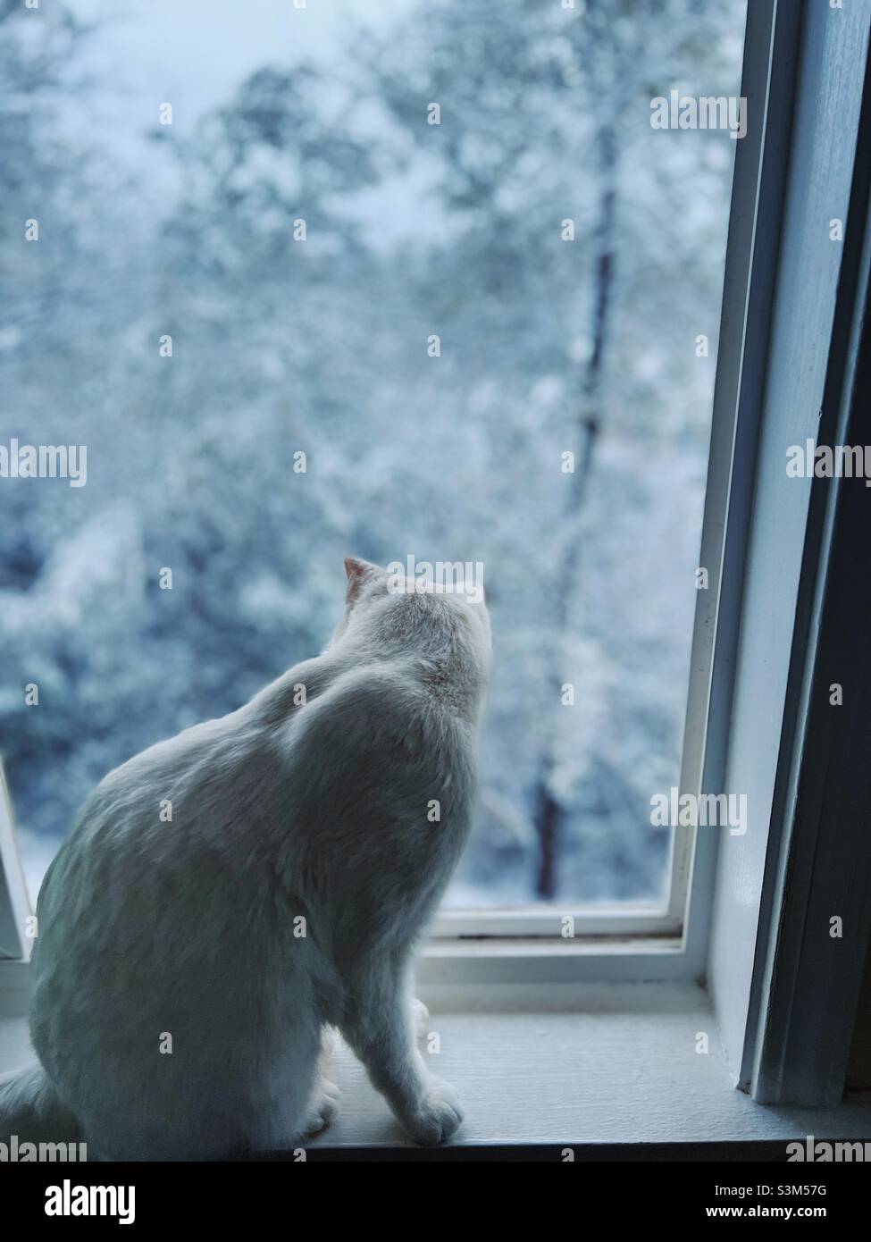 Cat looking out a window hi-res stock photography and images - Alamy