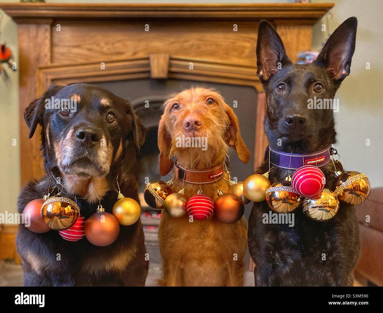 Dogs christmas hi-res stock photography and images - Alamy