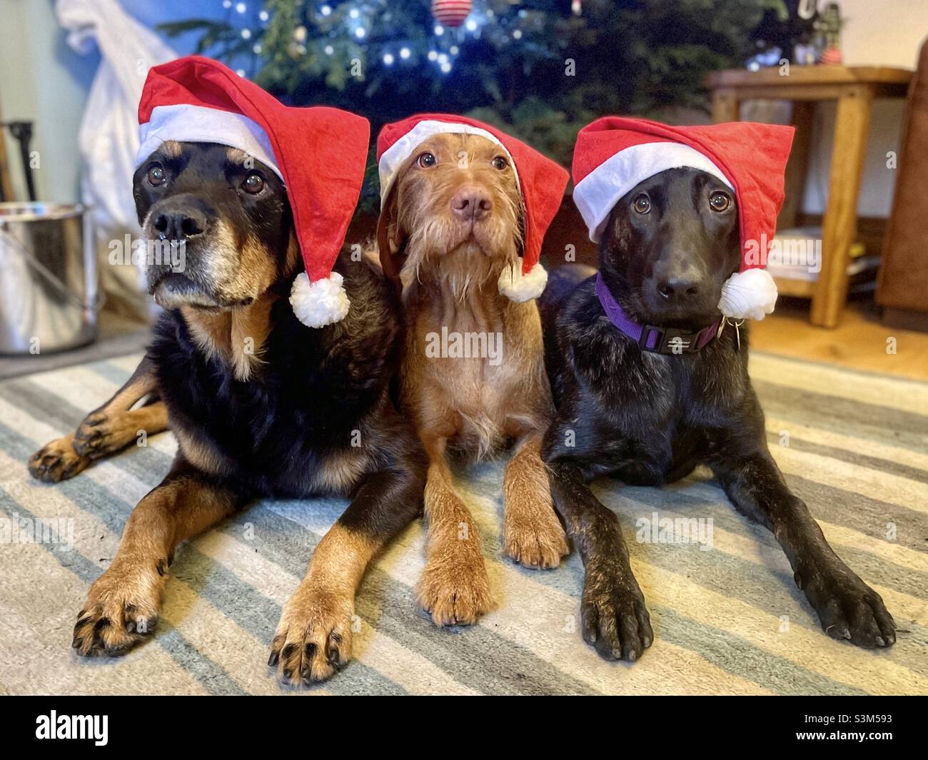 Hats dog hi-res stock photography and images - Alamy