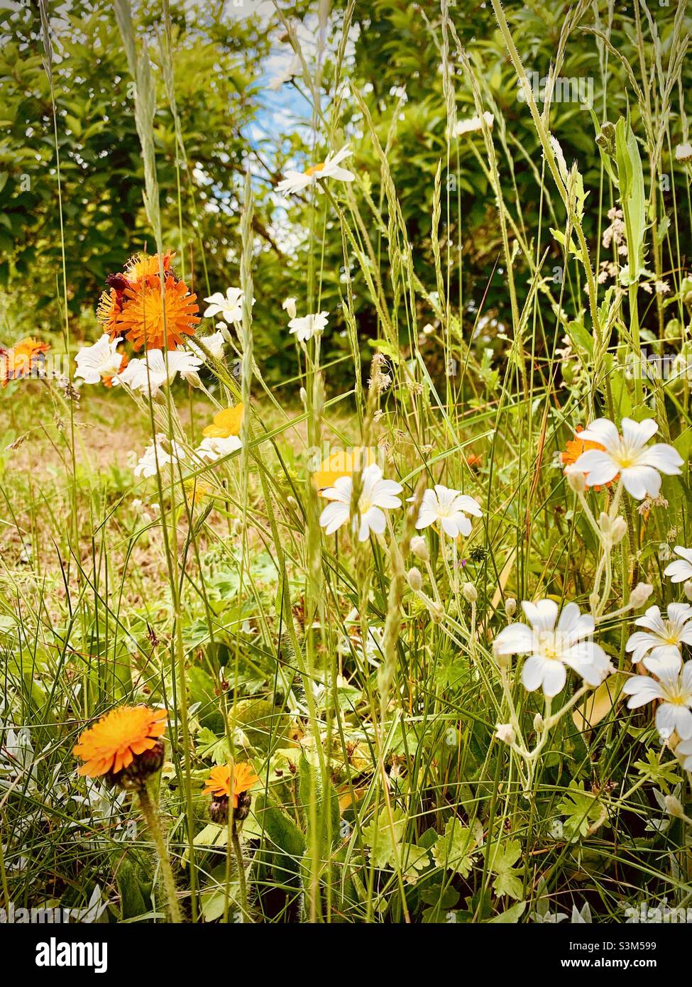 Summer scenes hi-res stock photography and images - Alamy