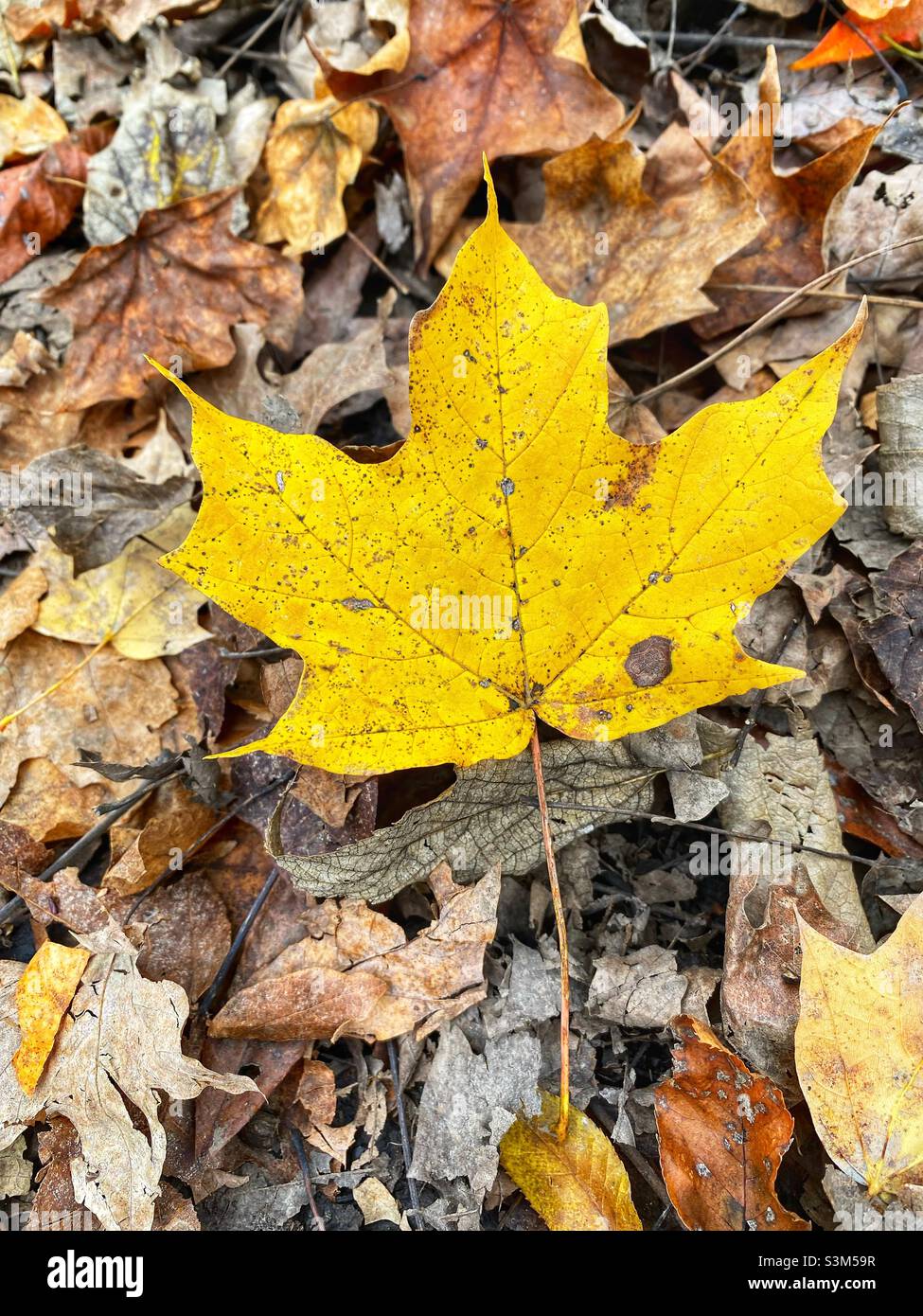 Cheery hi-res stock photography and images - Alamy