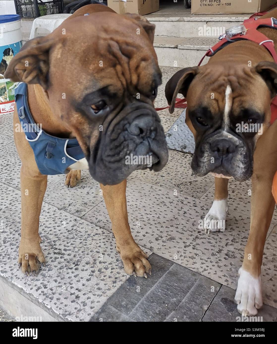 Cute Boxer dogs Stock Photo - Alamy