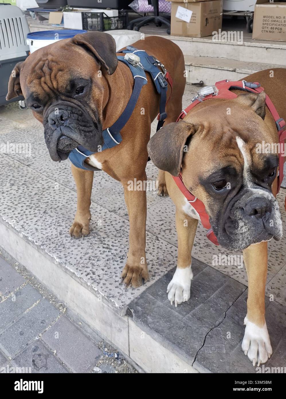 Cute Boxer dogs Stock Photo - Alamy