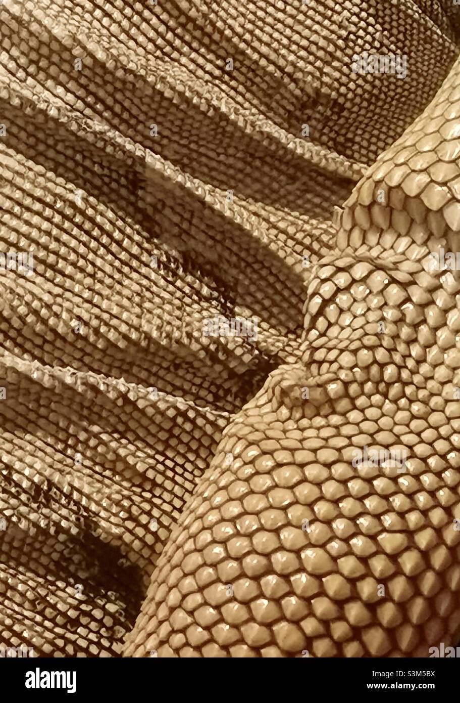A closeup of of an Iguana skin Stock Photo - Alamy