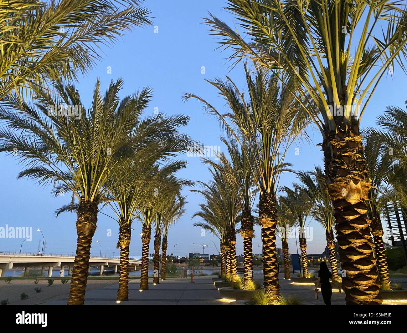 Trees essence hi-res stock photography and images - Alamy