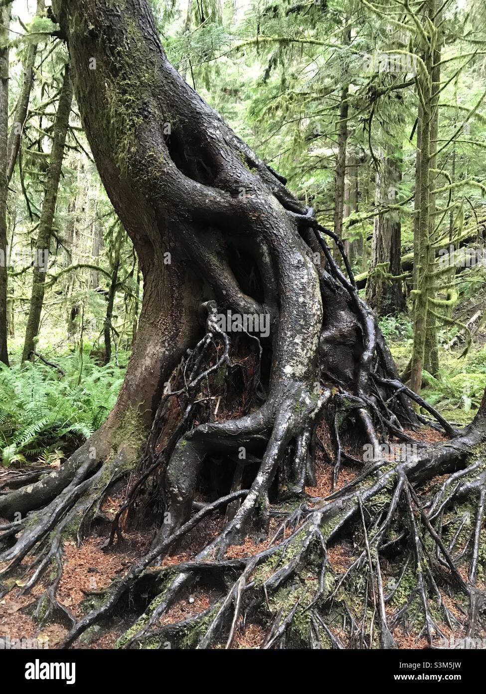 Lovely tree hi-res stock photography and images - Alamy