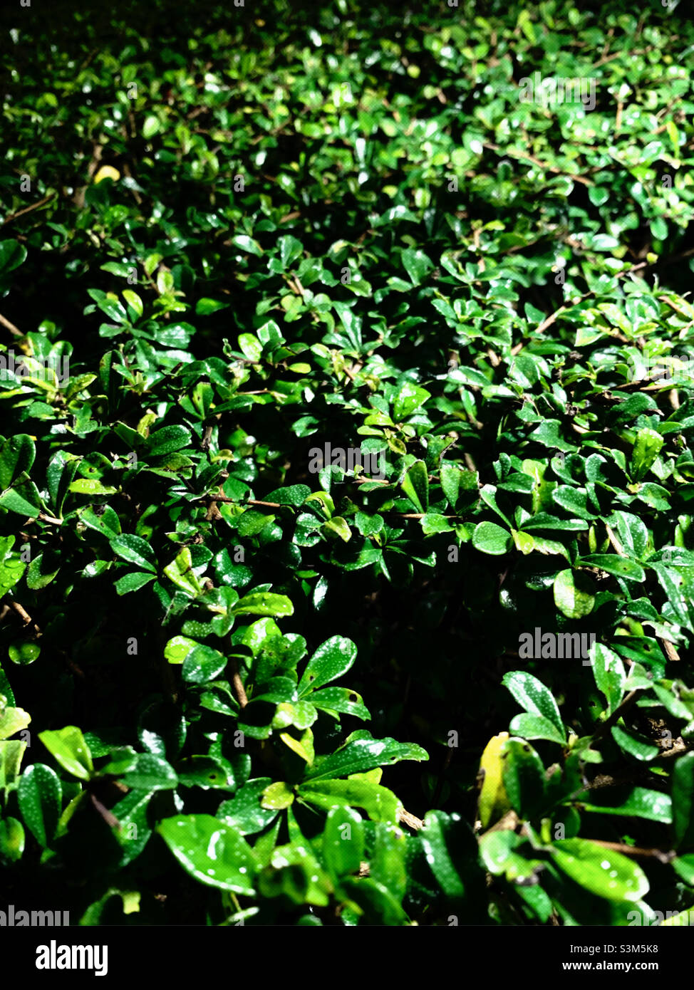 Plants convert carbon dioxide to oxygen during a process called ...