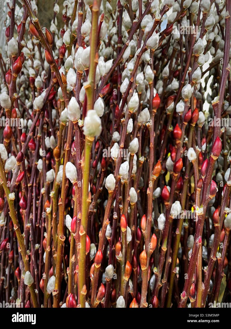 Pussy willows are a decorative plant used in holiday displays, USA ...