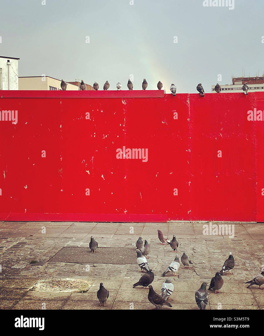 Rainbow Pigeon High Resolution Stock Photography and Images - Alamy