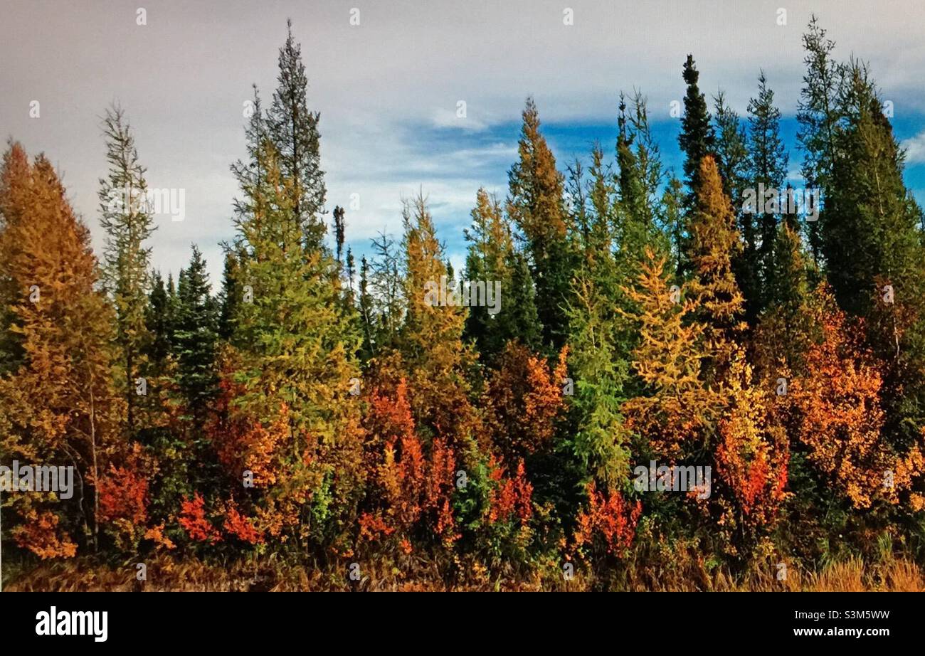 Autumn, fall colours, Northwest Territories, Canada, tamaracks, Pine ...