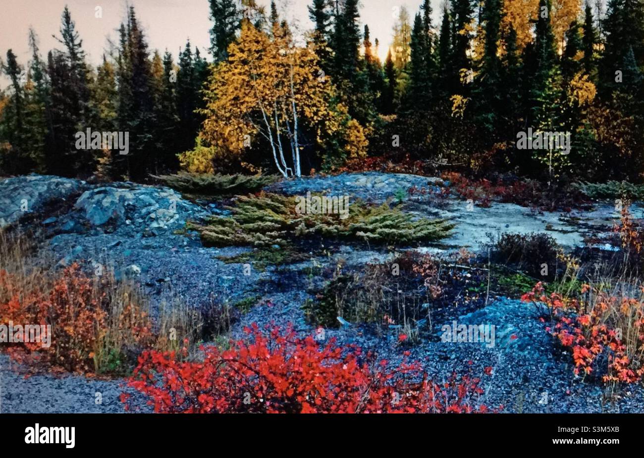 Wilderness rock garden, autumn, fall colours, Northwest Territories ...