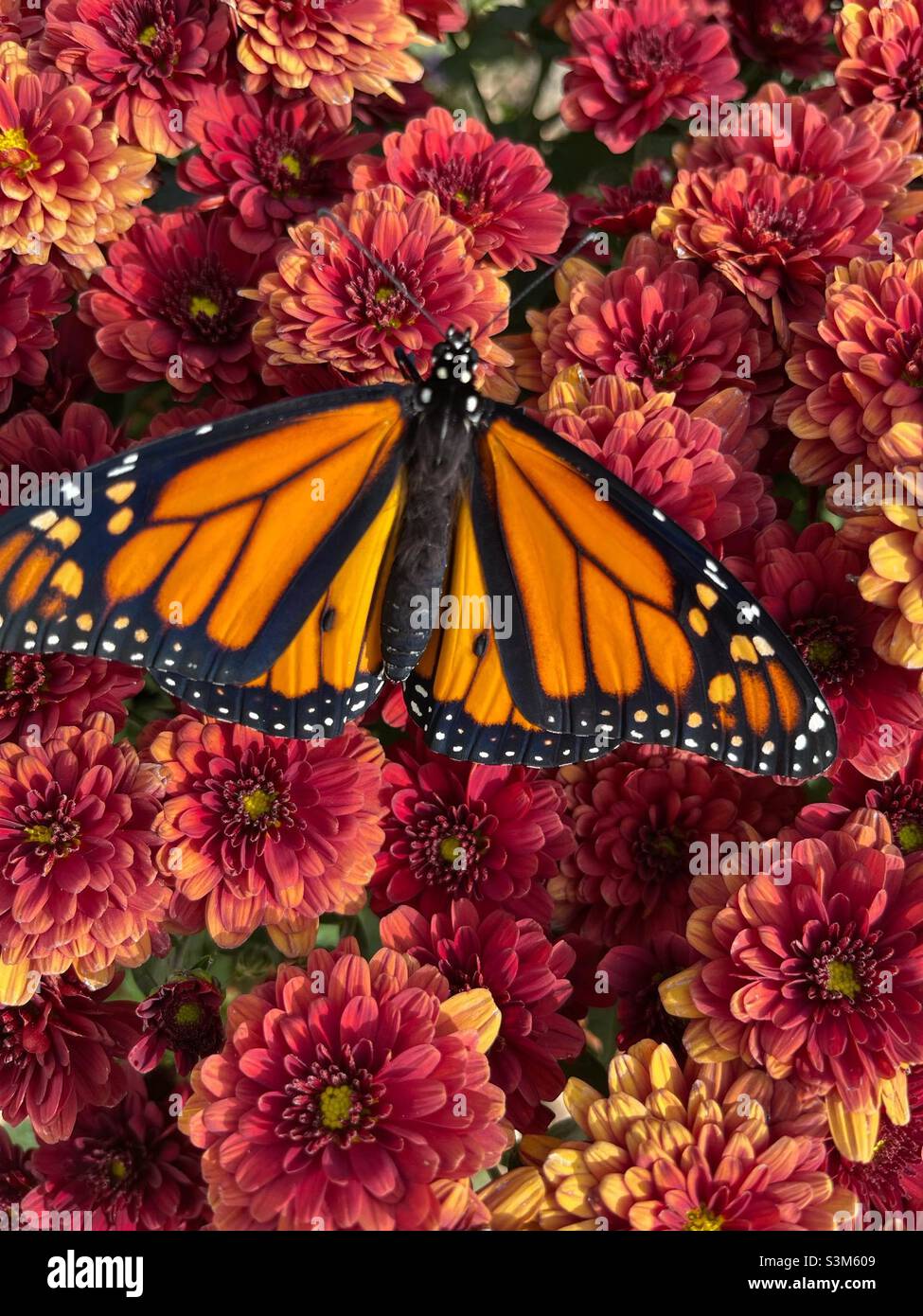 Monarch butterfly, Danaus plexippus on rust-colored chrysanthemums ...